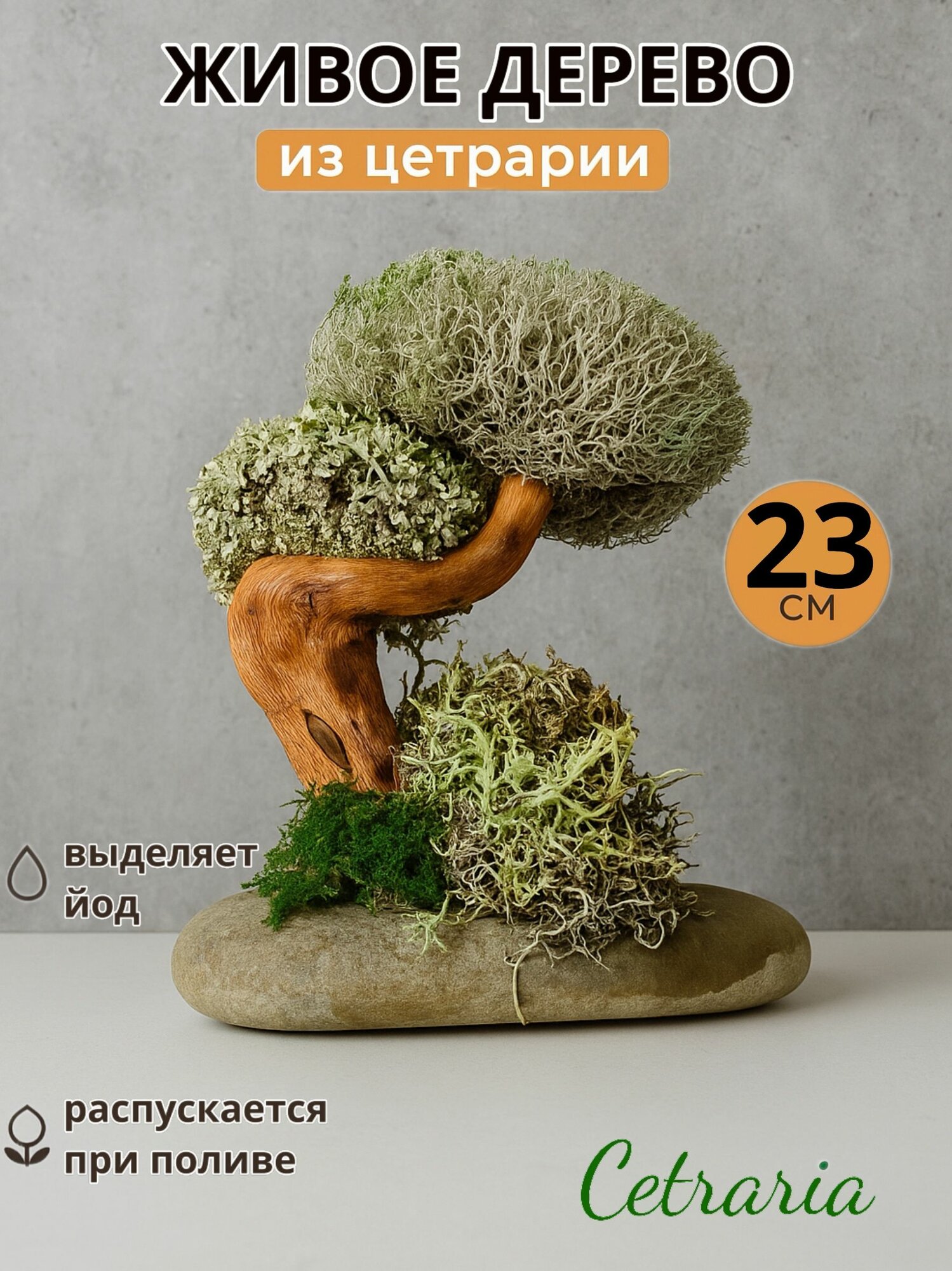 Декоративное дерево из цетрарии для интерьера эко-декор и дизайнерский бонсай на камне