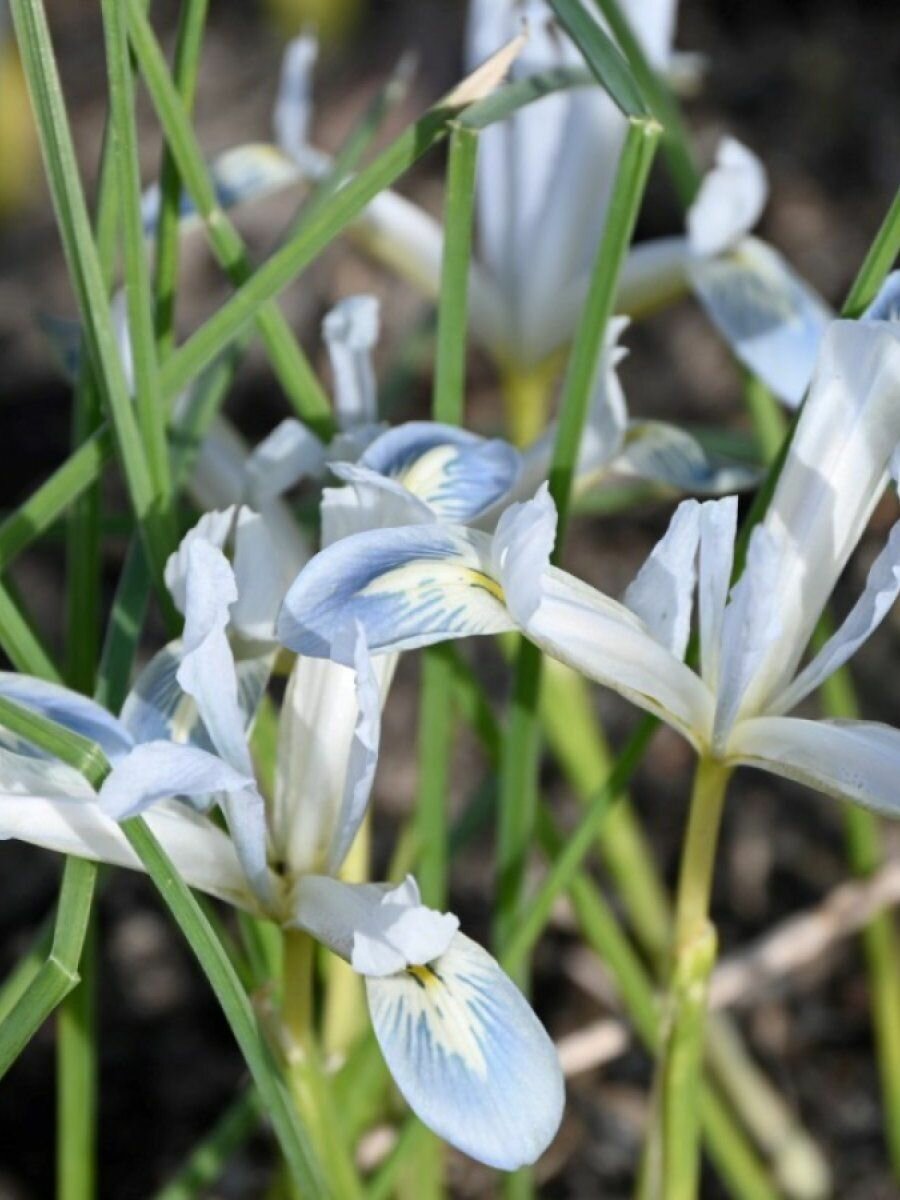 Ирис Фроузен Планет сетчатый 10шт / Луковицы ирисов мелколуковичных