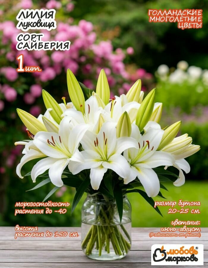 Лилия Луковица, Сайберия, восточная, разбор 22/24, 1 шт