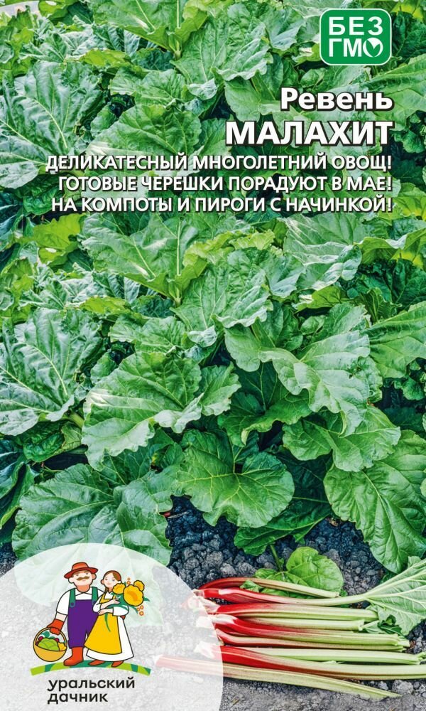 Семена Ревень Малахит Уральский Дачник