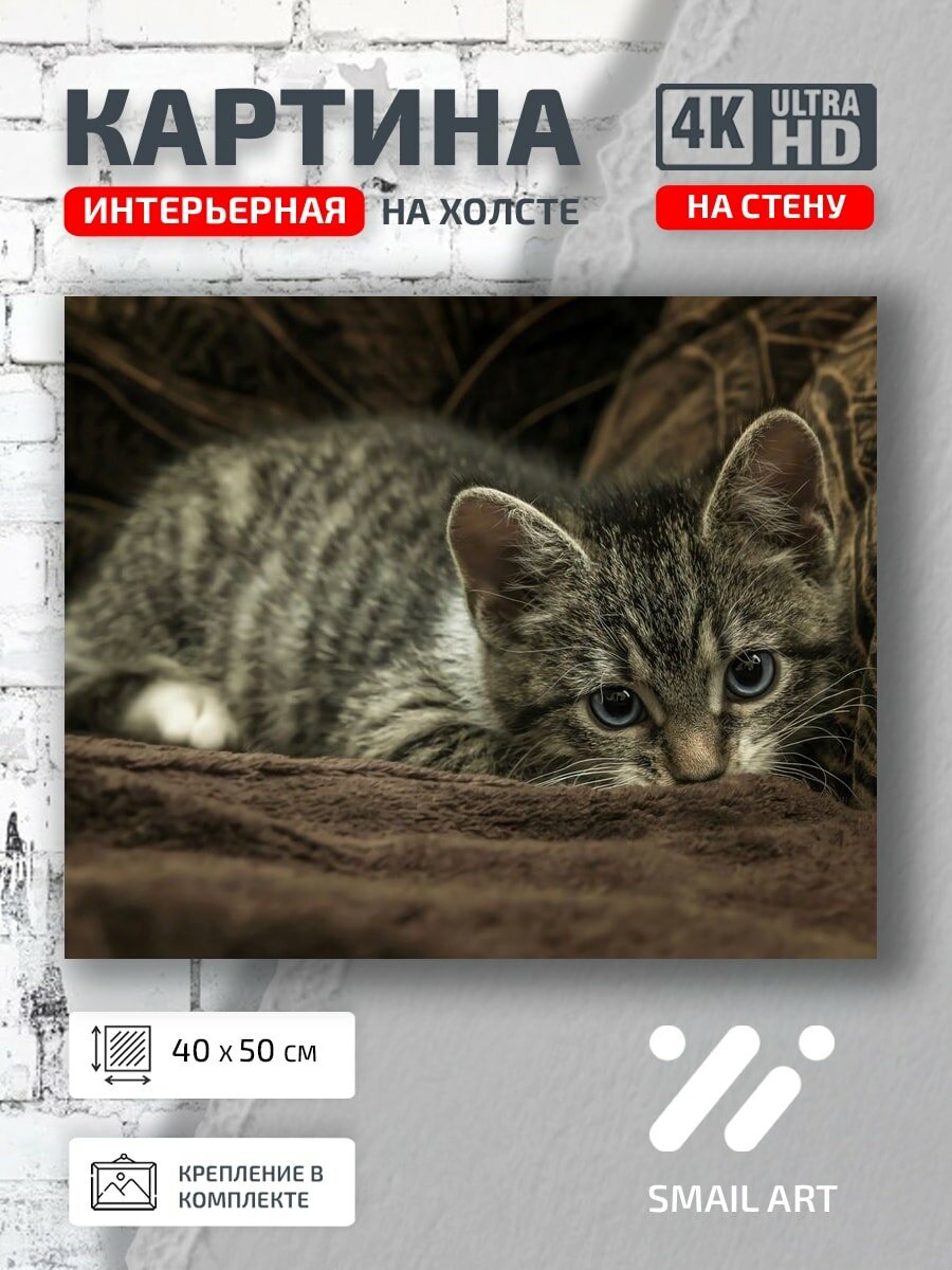 Картина на холсте интерьерная 40 на 50 на стену Животные котёнок для гостиной атмосфера