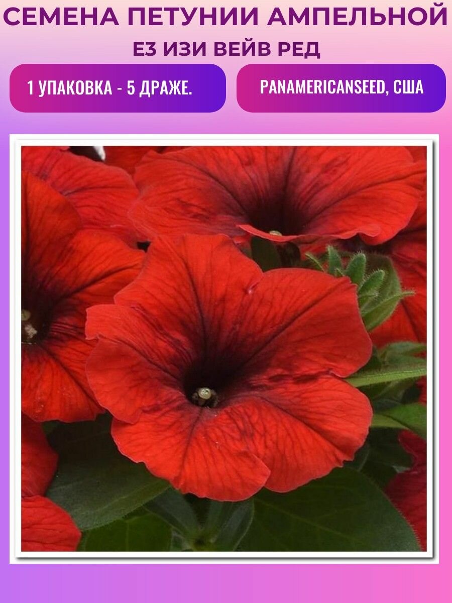 Петуния Е3 Изи вейв ред 1 упаковка (5 драже), PanAmericanSeed, США
