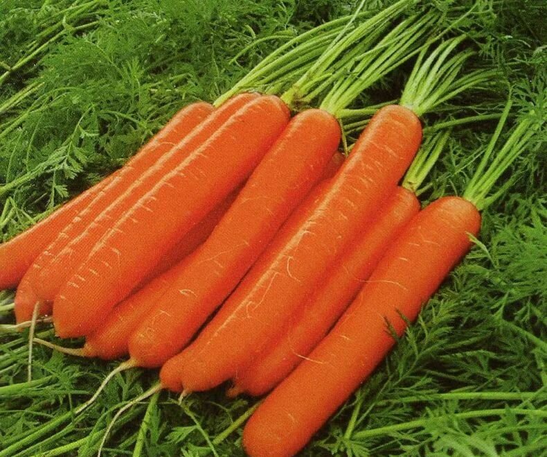 Коллекционные семена моркови Сладкое лето F1