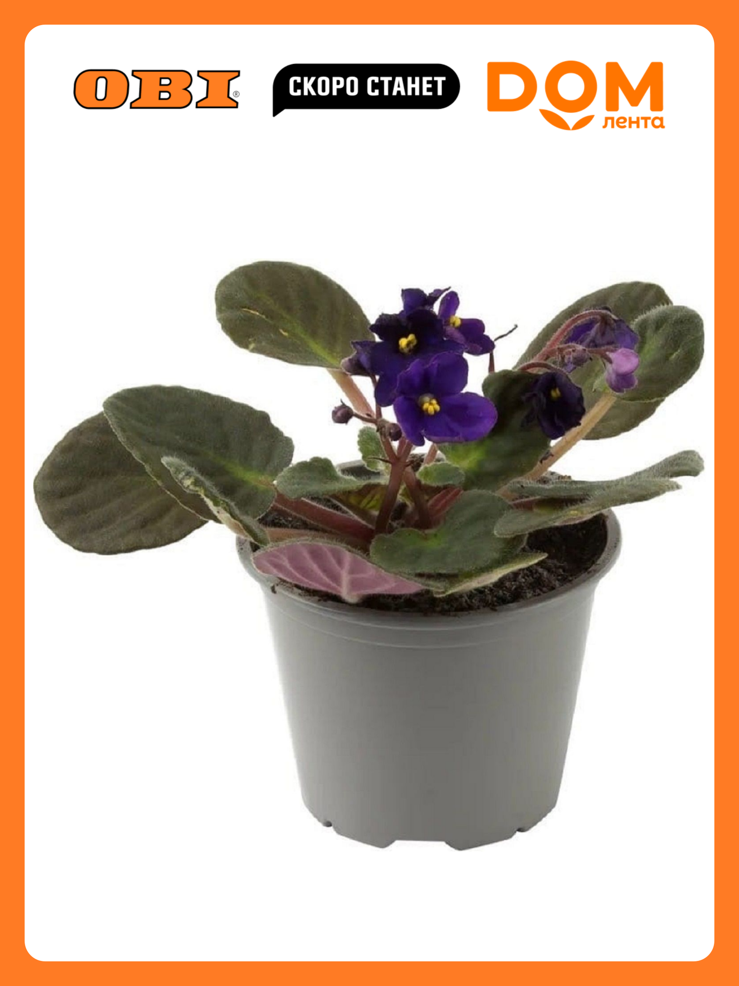 Растение Фиалка микс FLORA GROUP, декоративно-цветущее, микс сортов