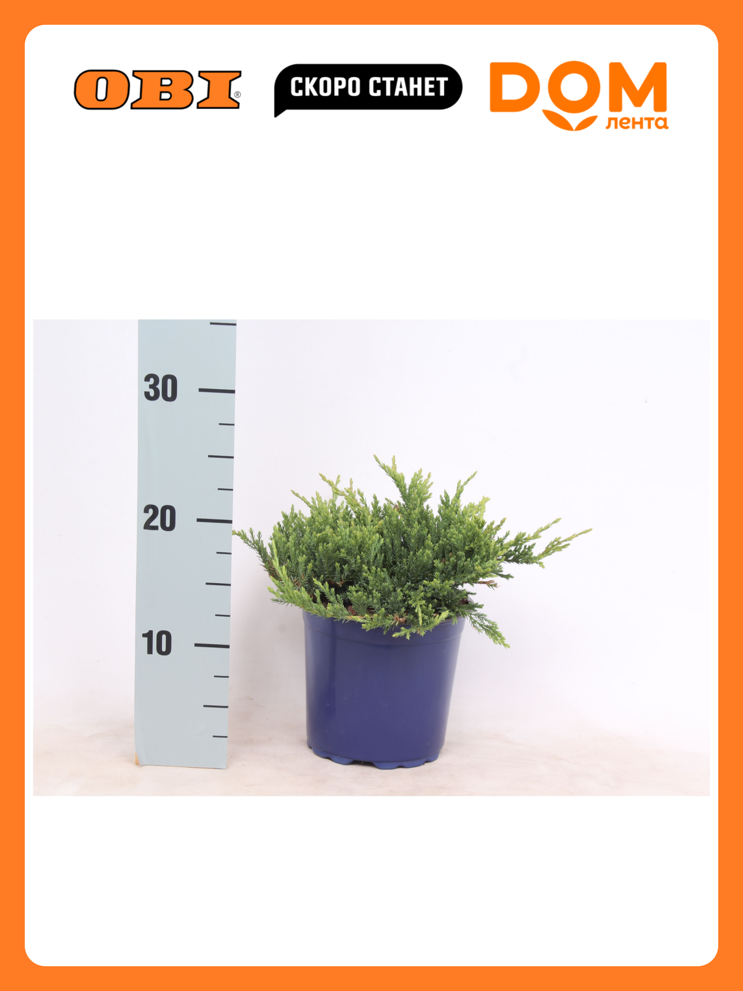 Можжевельник "Принц Уэльский", горизонтальный, многолетнее, С1, h15