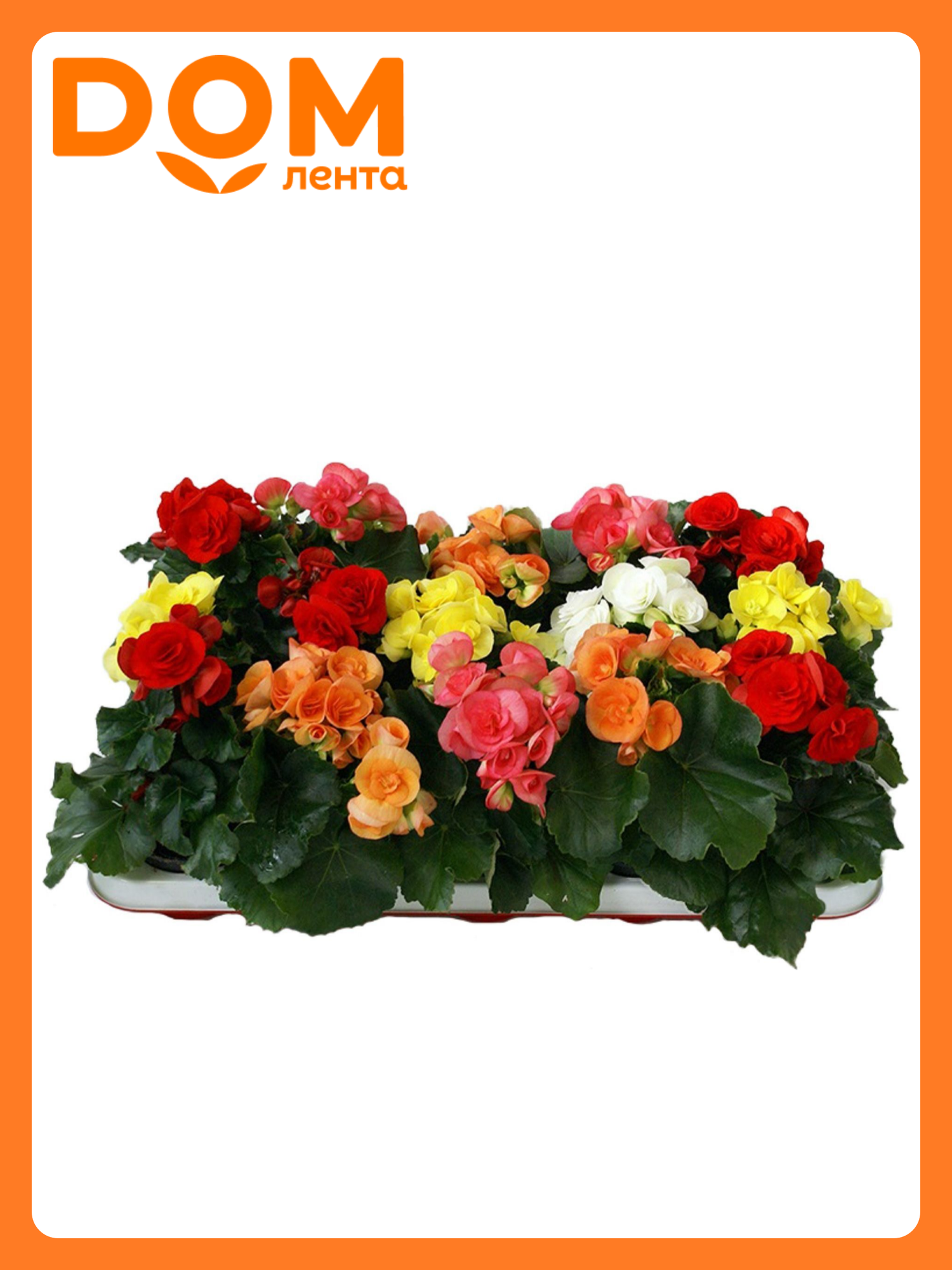 Бегония махровая "Микс", декоративно-цветущая, неприхотливая, для интерьера