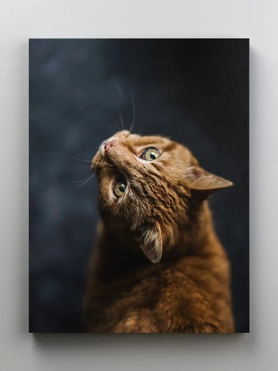 Интерьерная картина на холсте "Рыжий кот на темном фоне" размер 30x40 см