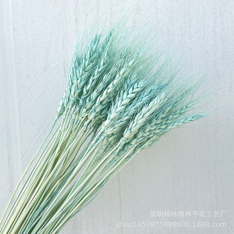Пучок пшеничных колосьев, 50 палочек, светло-голубые