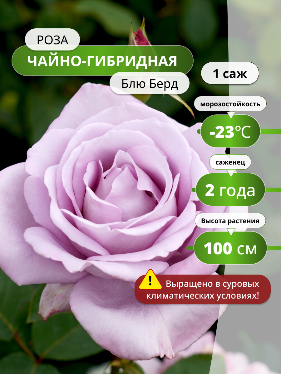 Роза чайно-гибридная Блю Берд (Blue Bird) / роза ароматная, голубая1 шт