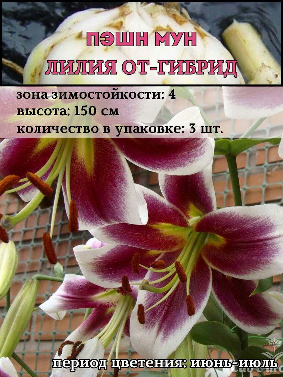 Лилия от-Гибрид, Пэшн Мун, луковицы 3 штуки