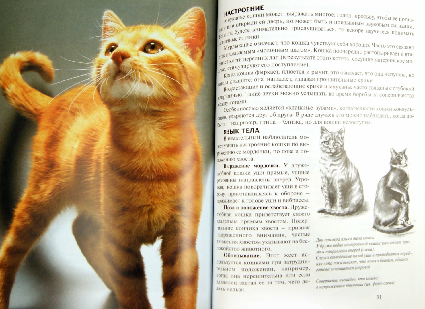 Книга "кошки содержание и уход", серия "Домашние животные", автор Биргит Голлманн, издательство Аквариум.
