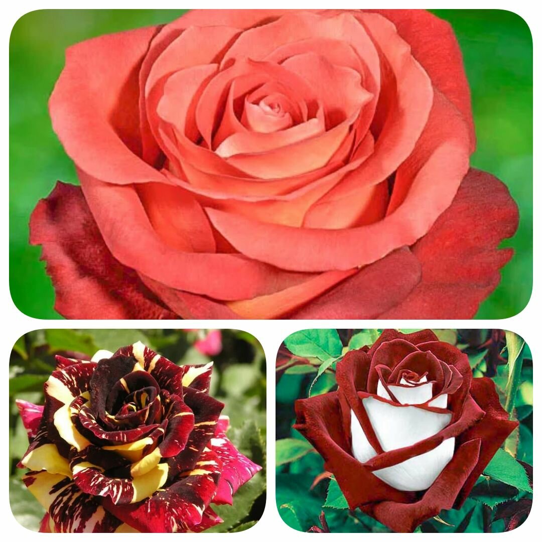 Комплект чайно-гибридных роз Абракадабра 3 шт