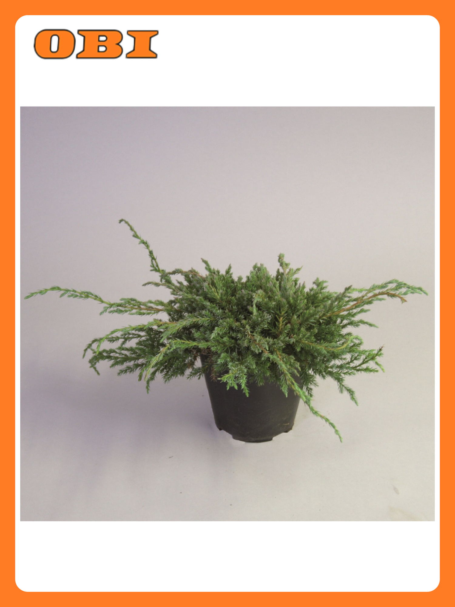 Растение Можжевельник чешуйчатый блю карпет 881741 С2 H20-25