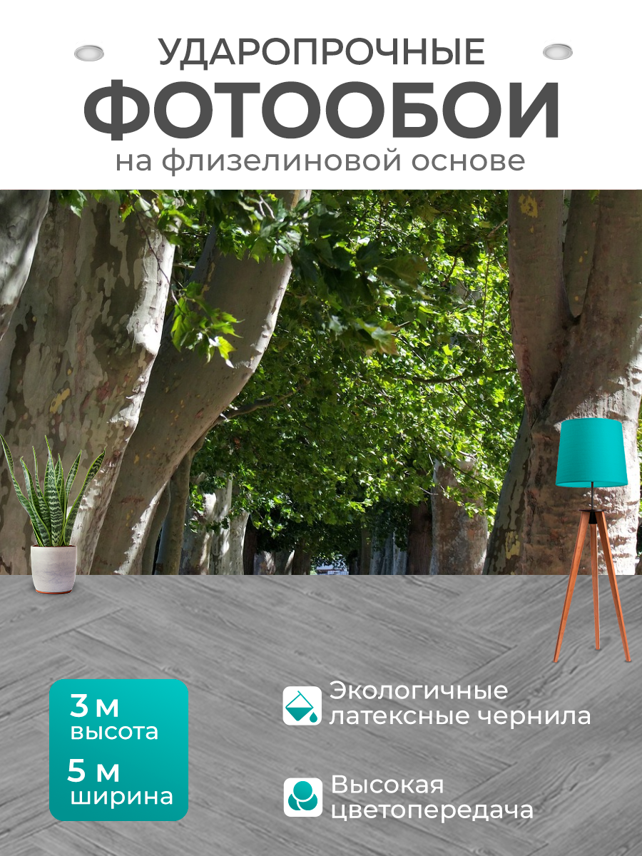 Фотообои моющиеся ударопрочные "Дорога, деревья, платан" 500x300 см. флизелиновые на стену