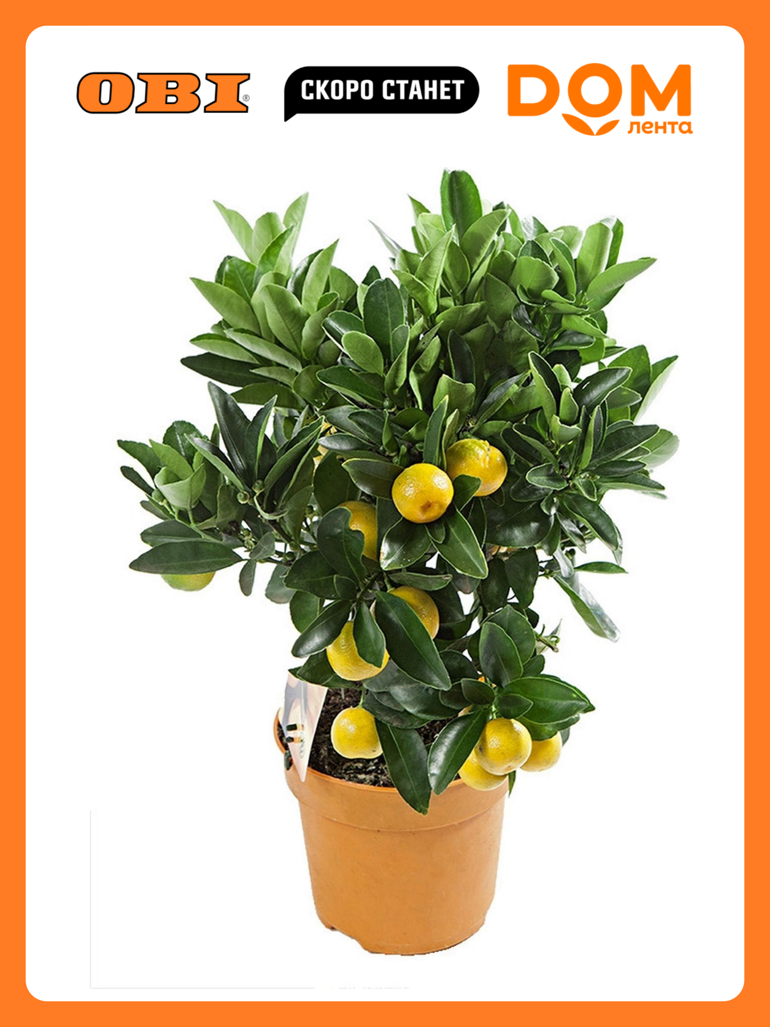 Цитрус FLORA GROUP, декоративно-плодовый, высота 50 см, диаметр горшка 15 см