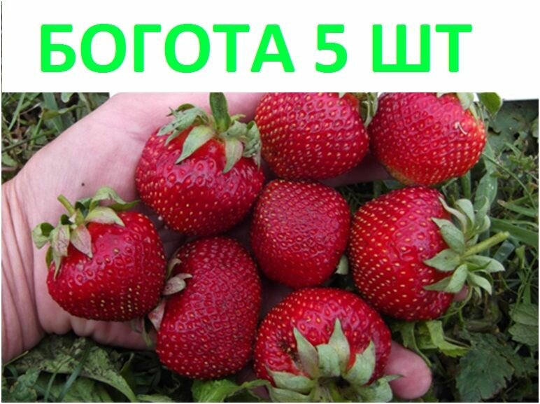 Рассада. Клубника Богота