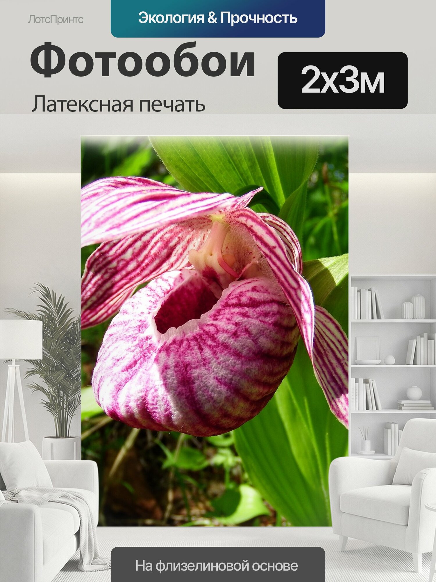 Фотообои моющиеся ударопрочные "Венерин башмачок крупноцветковый, лесная орхидея, опушка" 200x300 см. латексная печать