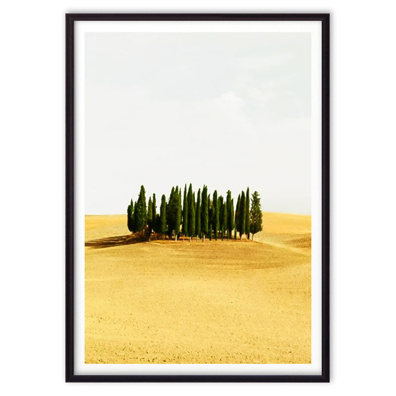 Постер в рамке Кипарисы в поле, 21х30 см