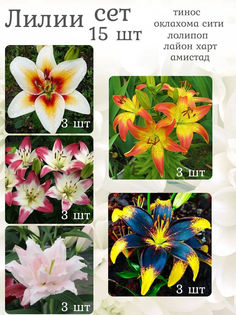 Лилия луковицы, многолетние цветы для посадки, Сет 15 шт
