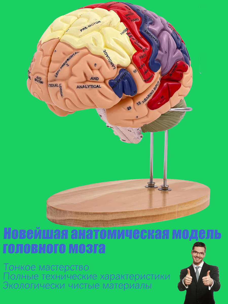 Новейшая анатомическая модель головного мозга