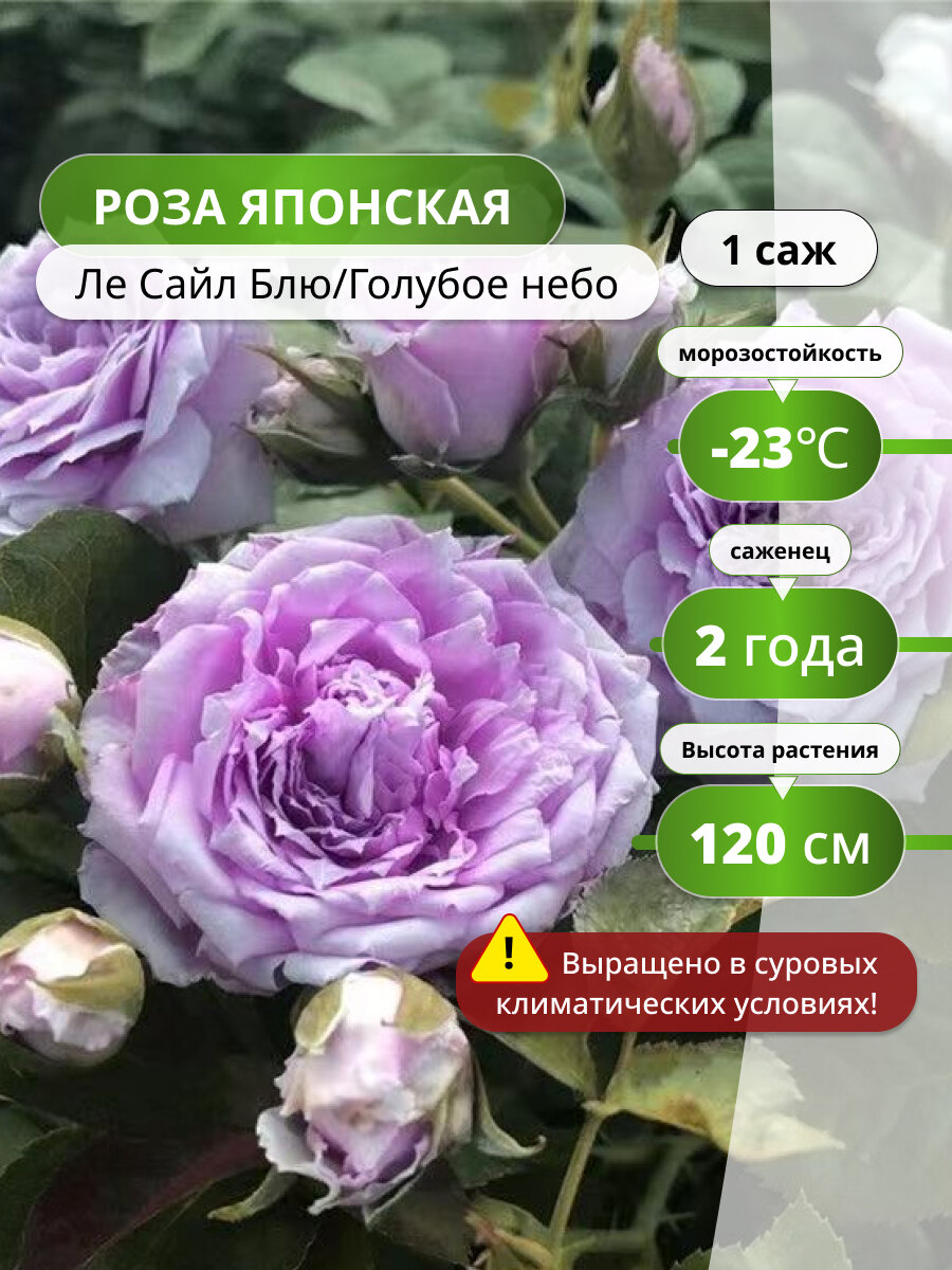 Роза японская "Ле Сайл Блю " 1 , махровая, фиолетовая, многолетняя, 130см