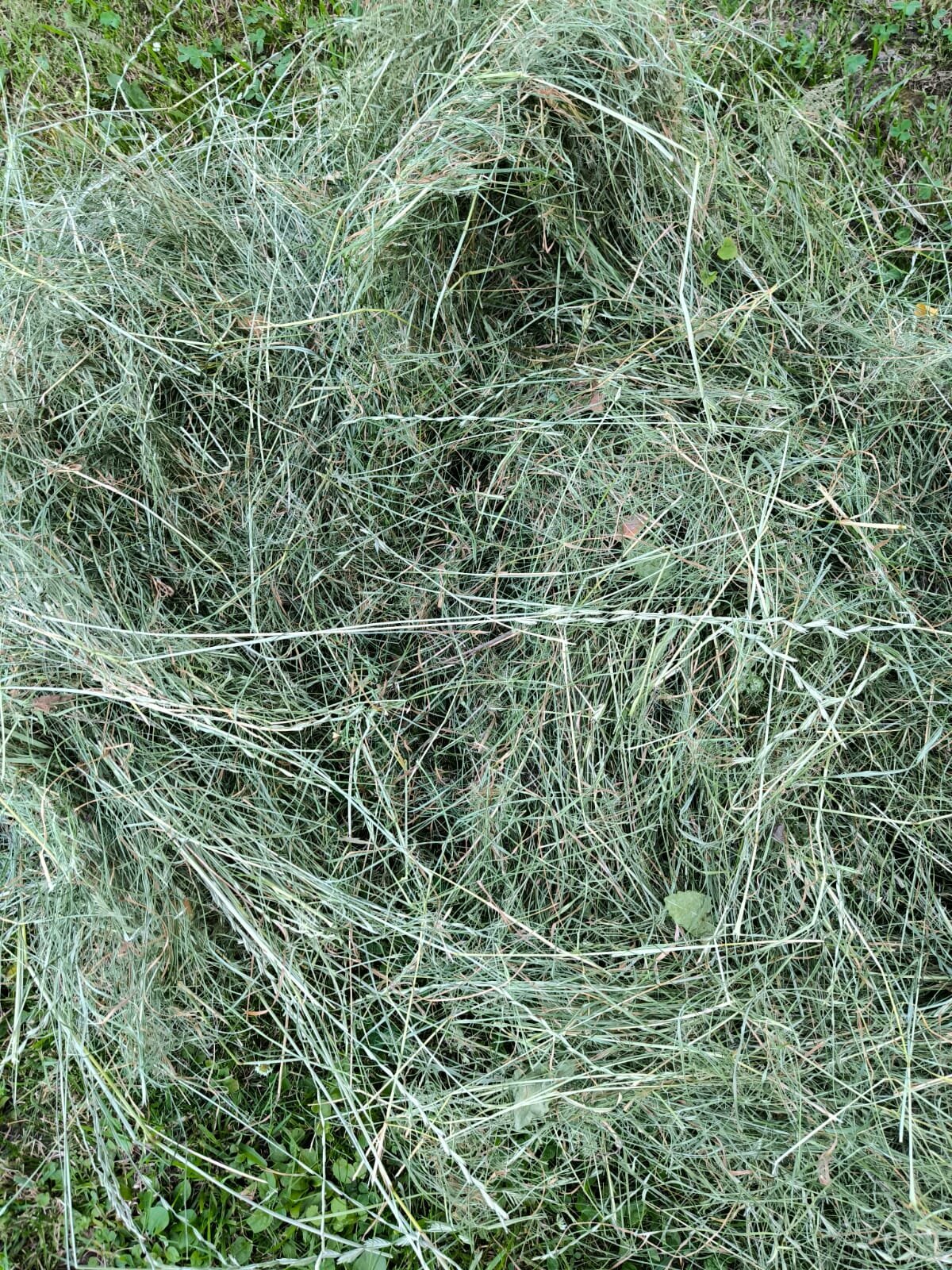 Сено луговое для грызунов