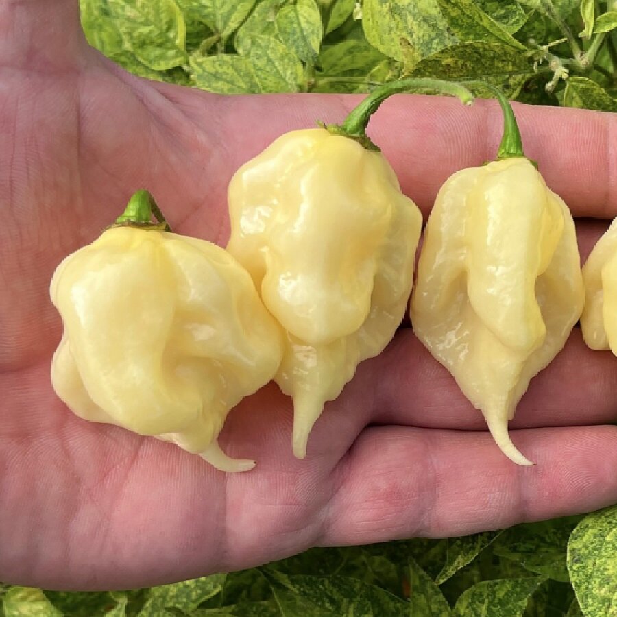 Семена Деодар Перец острый Carolina Reaper White 5 шт.