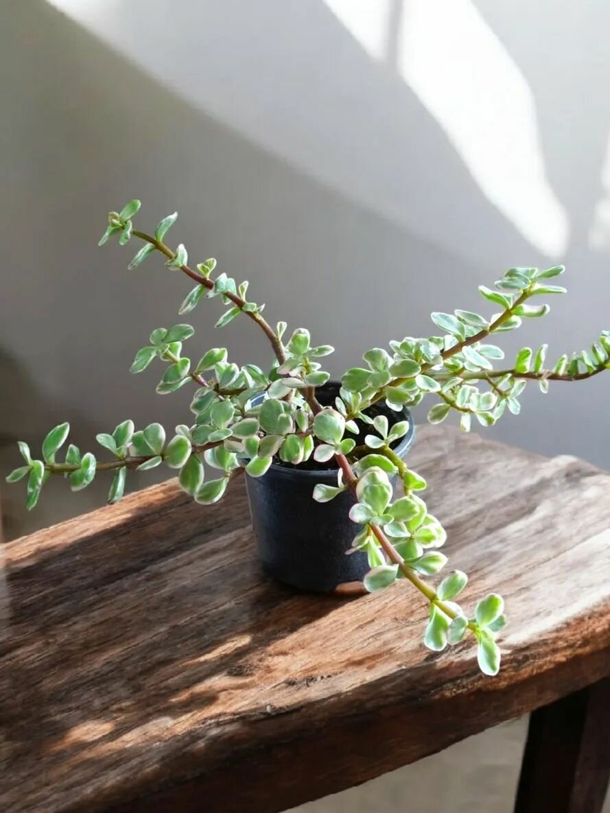 Портулакария Африканская Вариегатная (Portulacaria afra 'Variegata') Комнатный суккулент, Слоновий кустарник