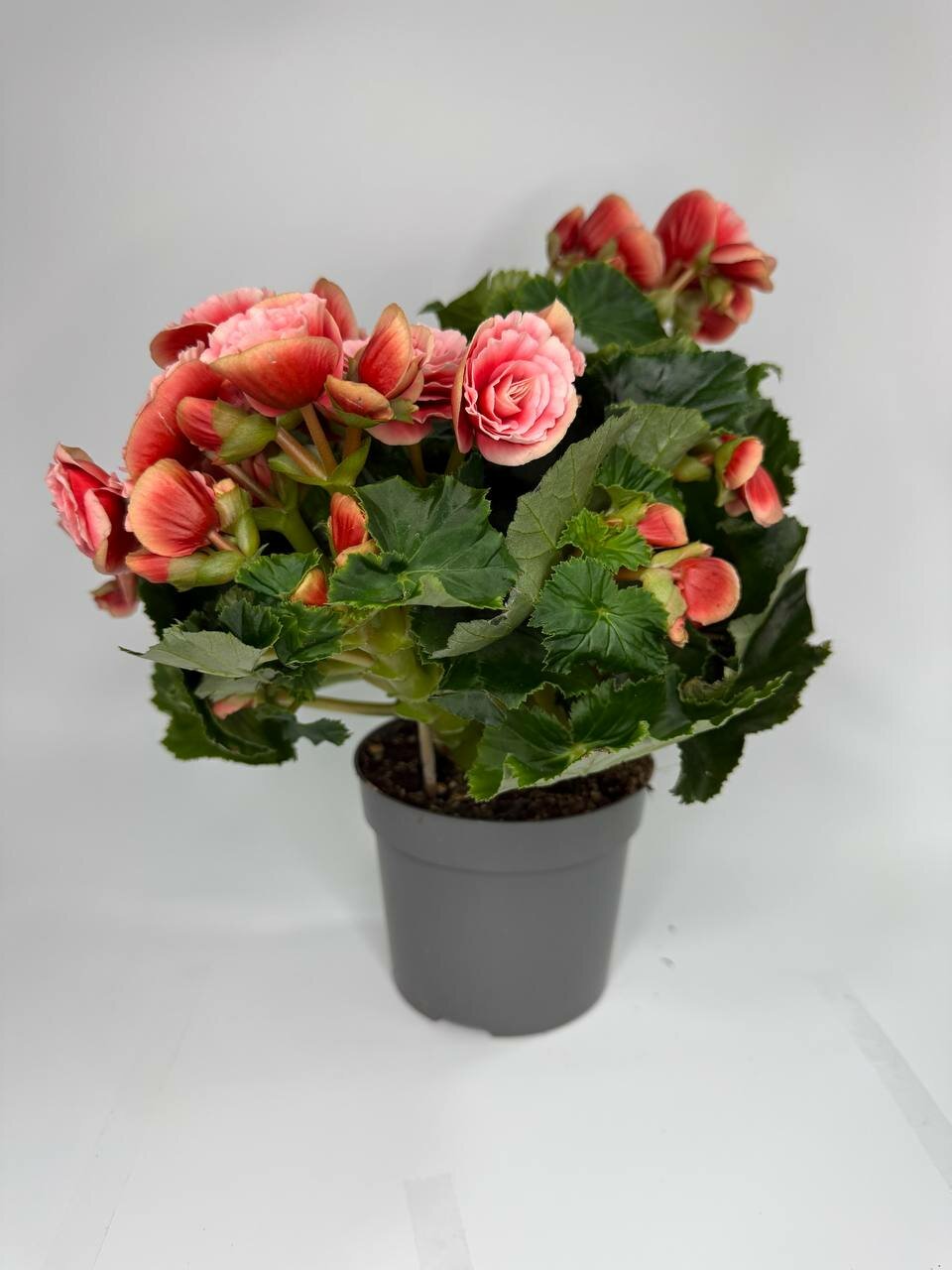 Комнатное растение - Бегония розового цвета в подарочной упаковке