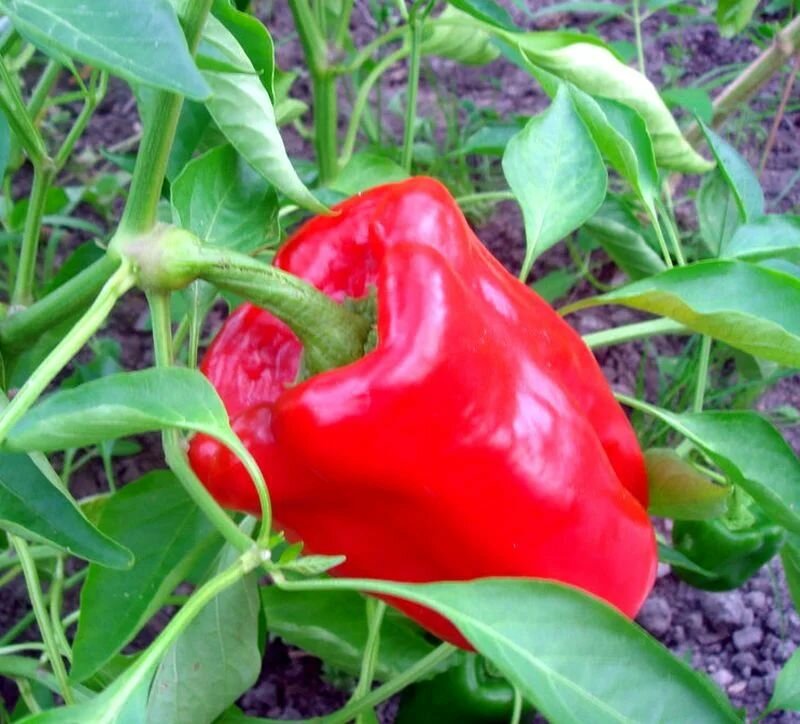 Коллекционные семена перца сладкого Айвар