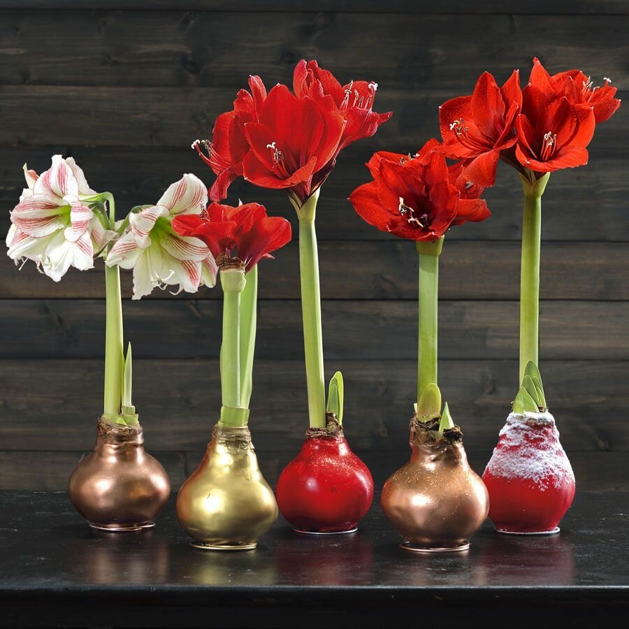 Амариллис живой цветок без полива / декоративная луковица в воске / Гиппеаструм цветущий, Золотой Серебристый Красный