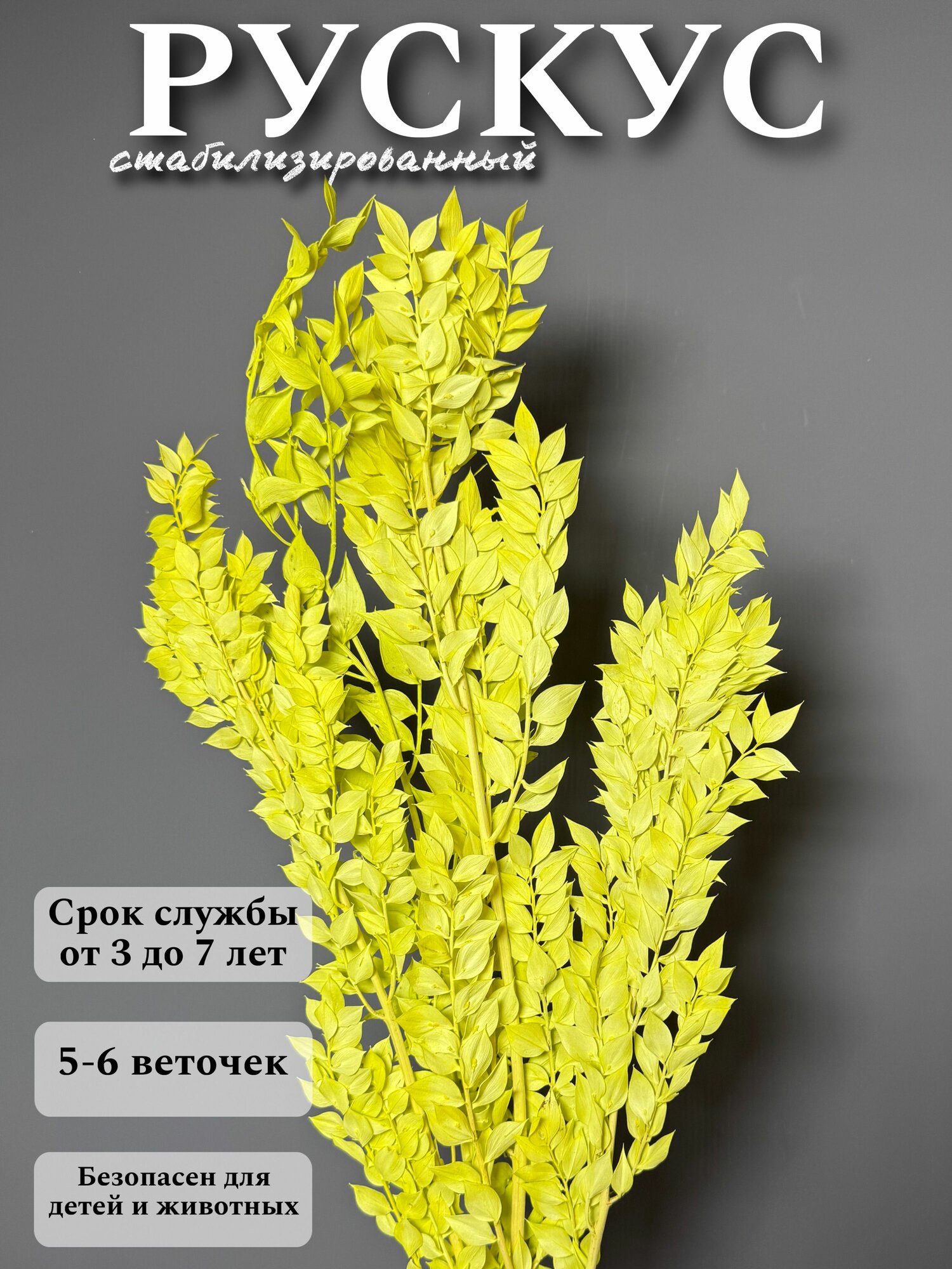 Рускус итальянский стабилизированный натуральный сухоцвет для декора