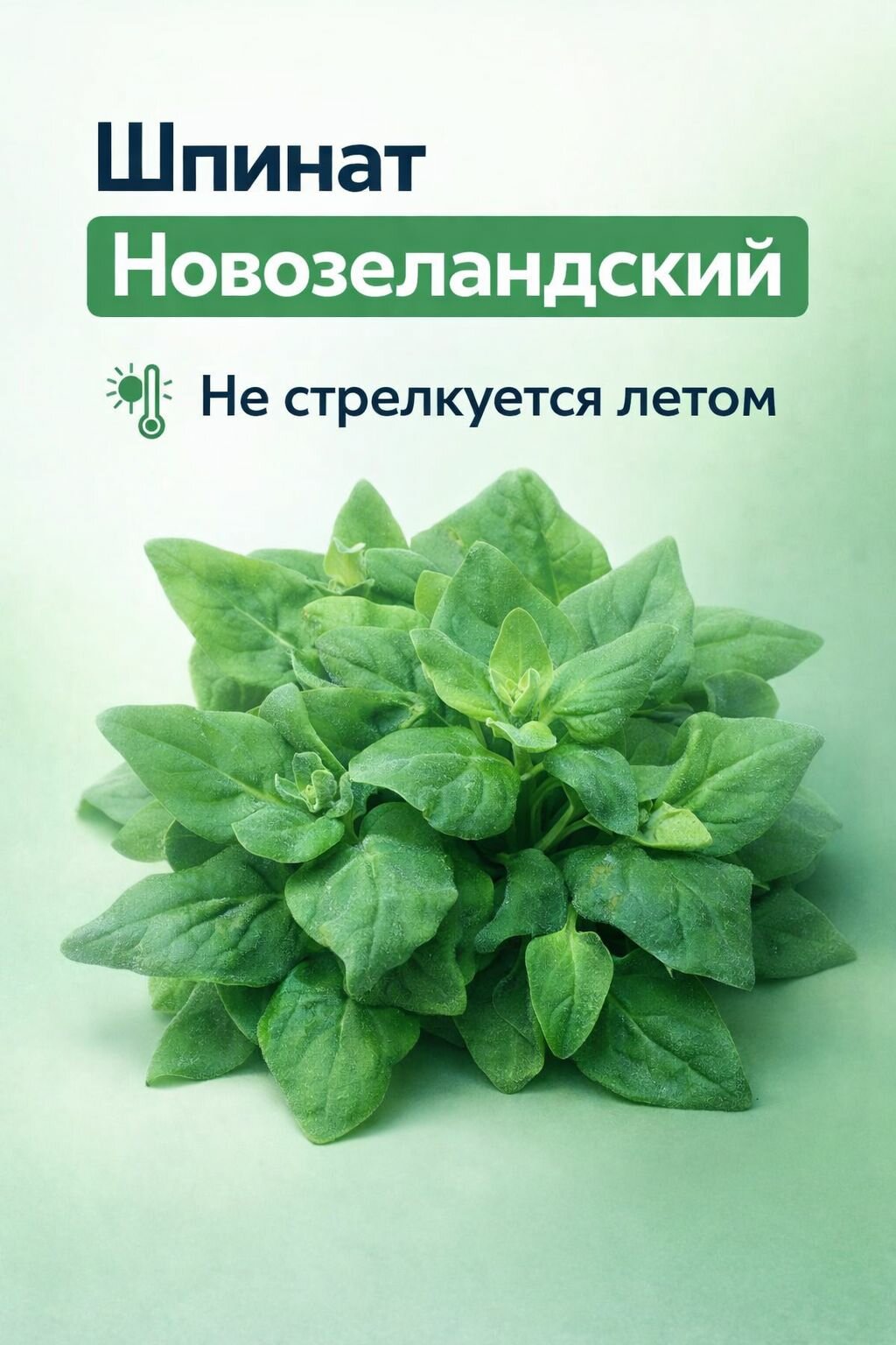 5шт Шпинат Новозеландский семена, листовой, не стрелкуется, для открытого грунта