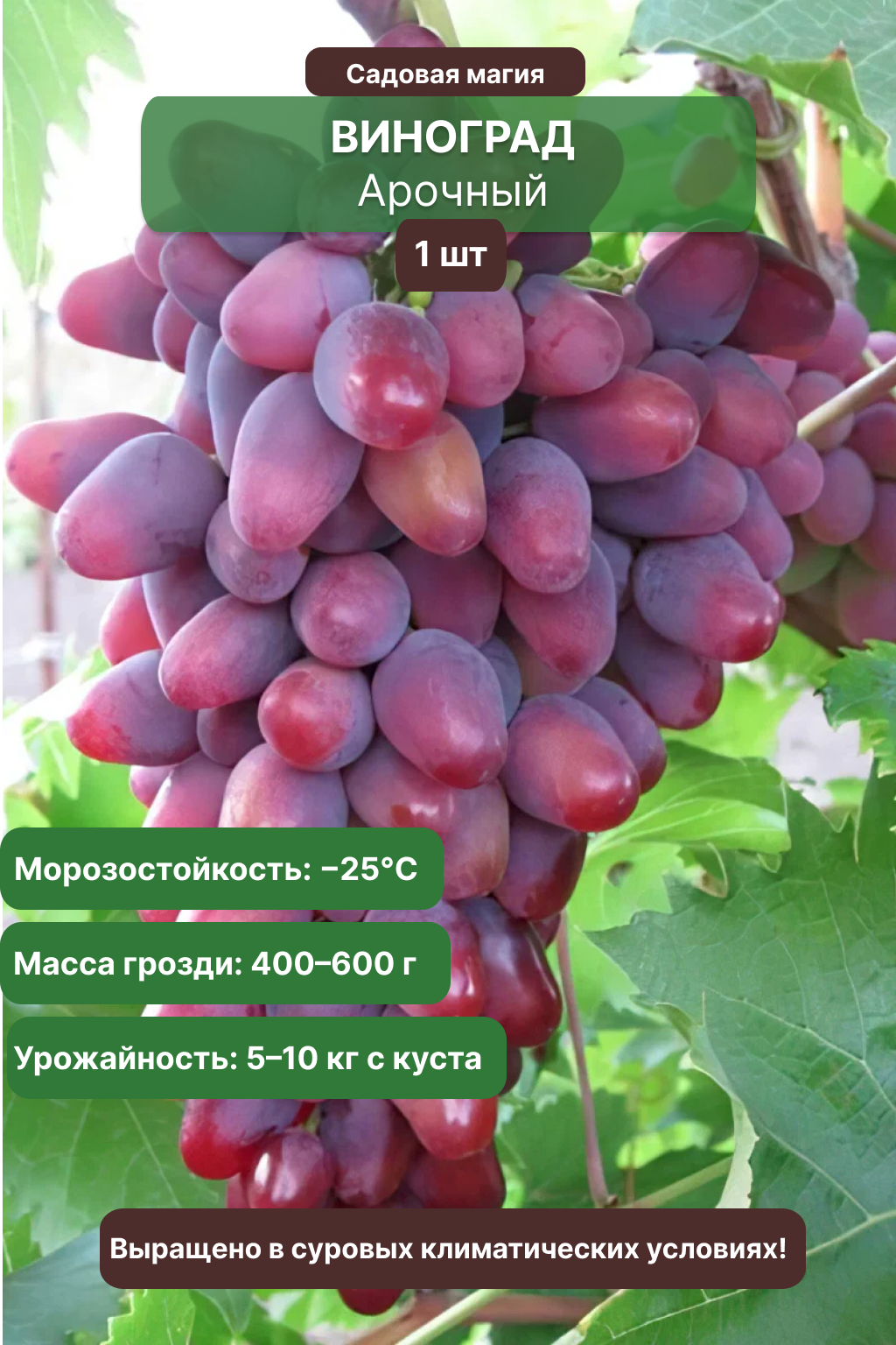 Виноград Арочный 1 шт / раннеспелый, морозостойкий ( — 25°C) сорт