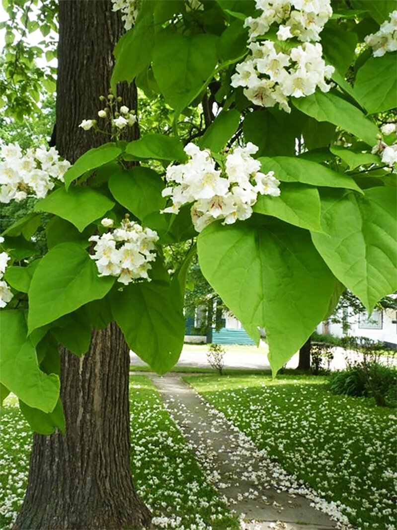 Катальпа Прекрасная Талисман, Семена, 20 шт, семена декоративных растений