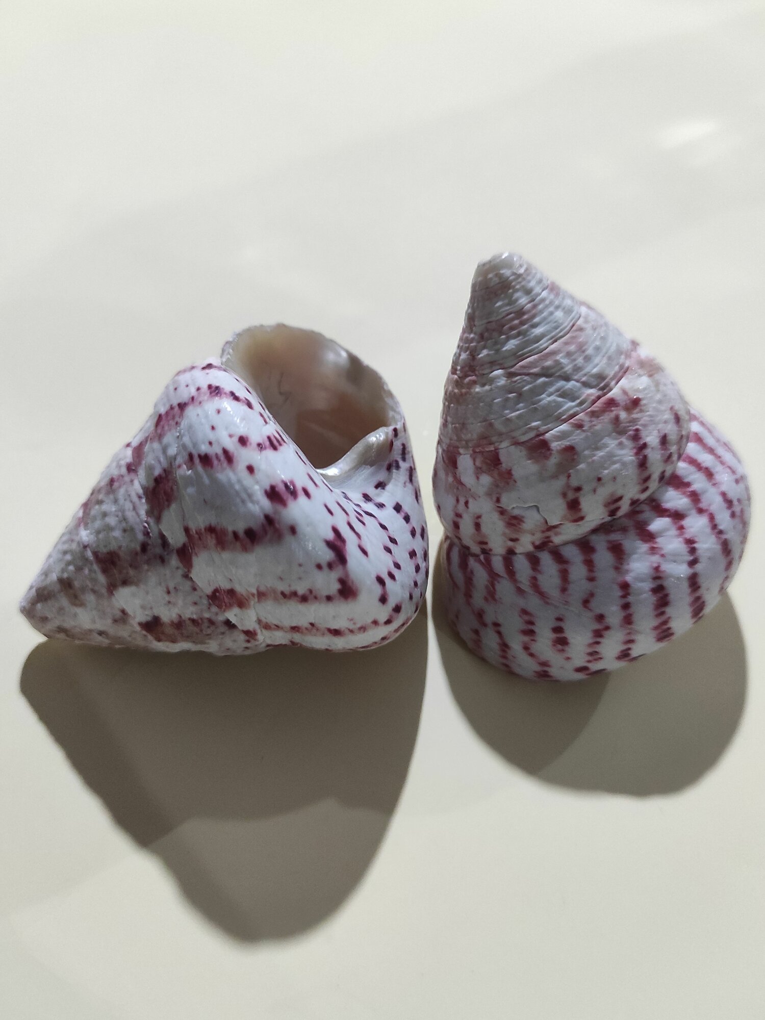 Набор ракушек 5-6см