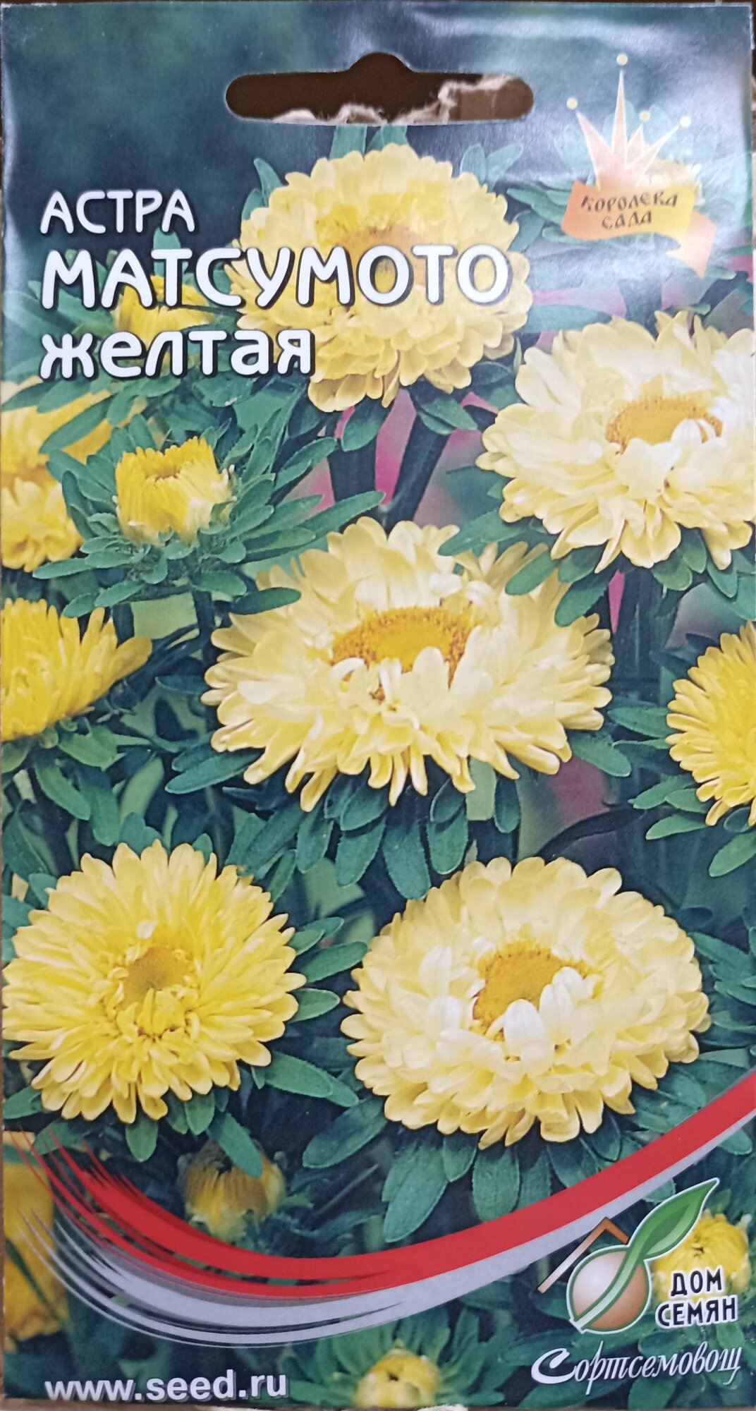 Астра Матсумото желтая, 120 семян