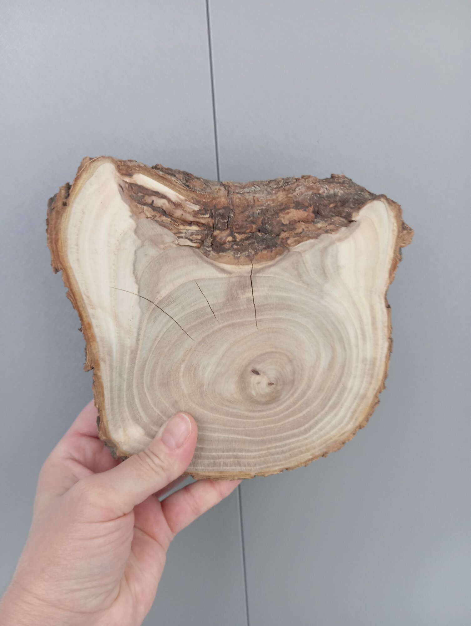 Спил дерева карагач, заготовка 14*13*3,5см