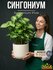 Сингониум Пикси (Syngonium Pixie) D6см, растение в горшке