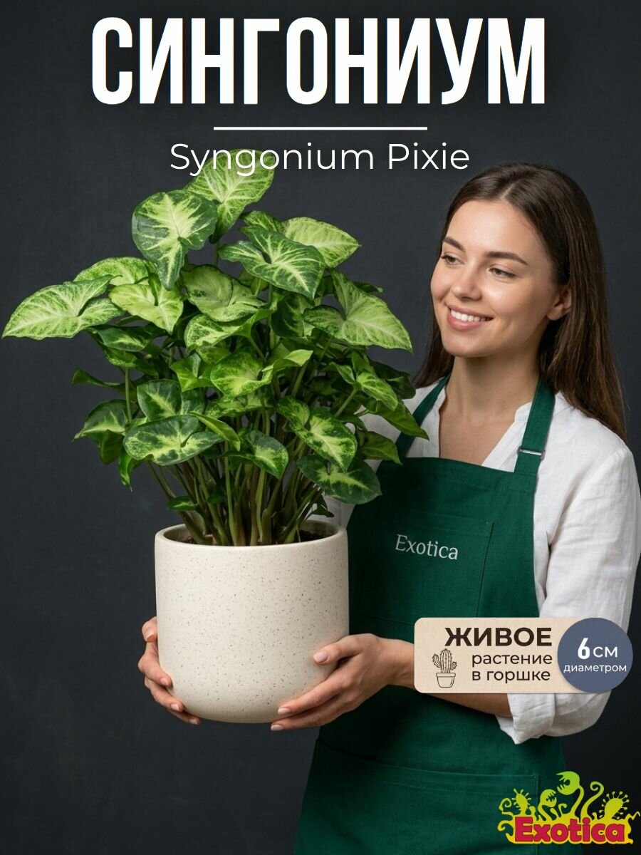 Сингониум Пикси (Syngonium Pixie) D6см, растение в горшке