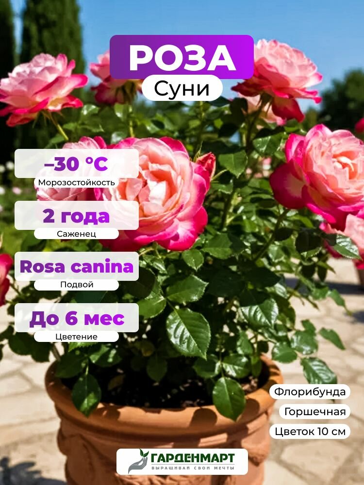 Саженец Роза Суни