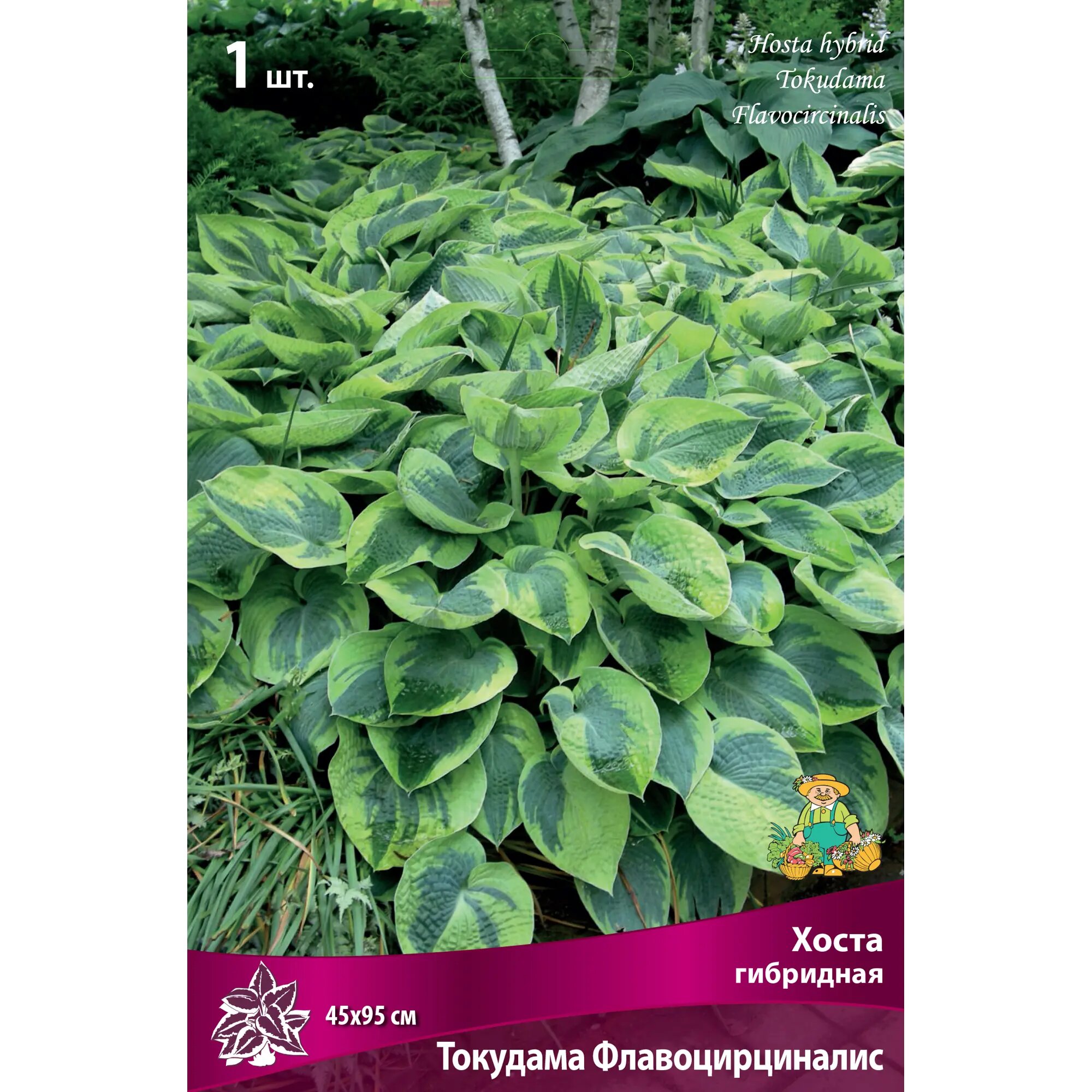 Хоста гибридная Токудама Флавоцирциналис, 1 шт, декоративное многолетнее растение для сада
