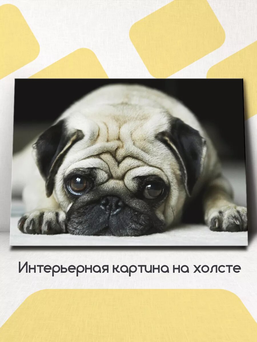 Картина на стену интерьерная Мопс, собаки 60x45 см