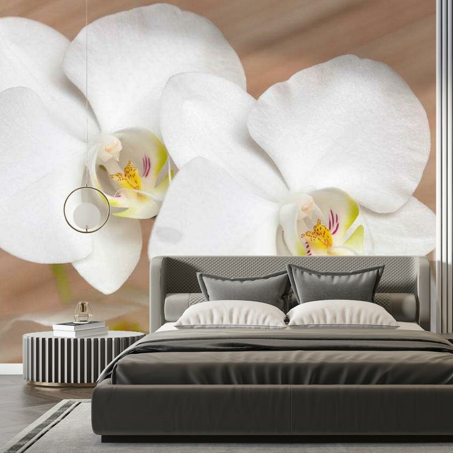 Фотообои Белая орхидея изящная 10-160-M-Флок 270 x 300 см (ВхШ) Бесшовные, флизелиновые, влагостойкие обои MasterFresok