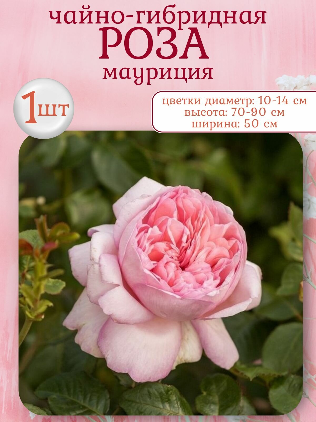 Роза чайно-гибридная Мауриция , многолетние цветы, 1 шт