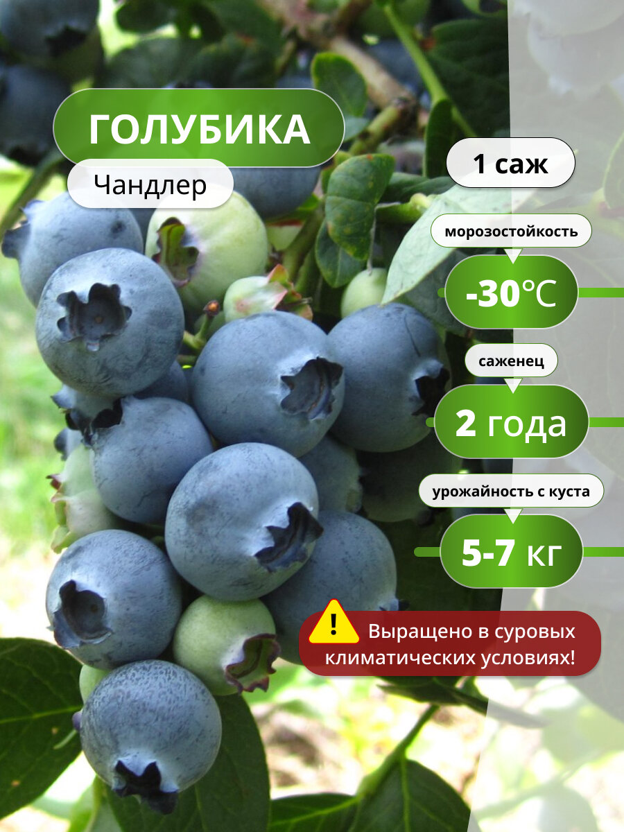 Голубики "Чандлер", крупноплодный, многолетнее растение, 1 шт