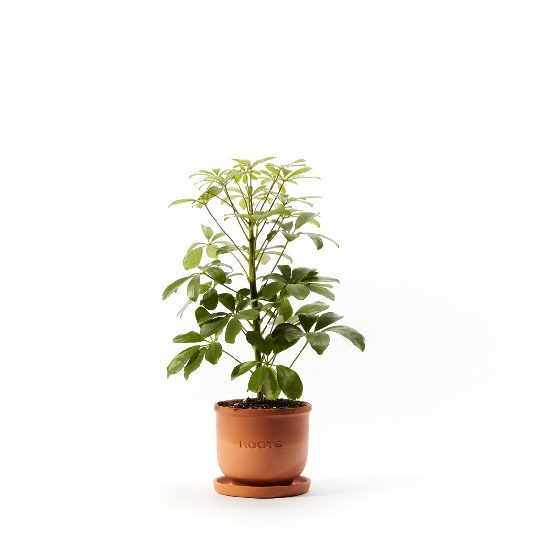 Шеффлера Нора d12