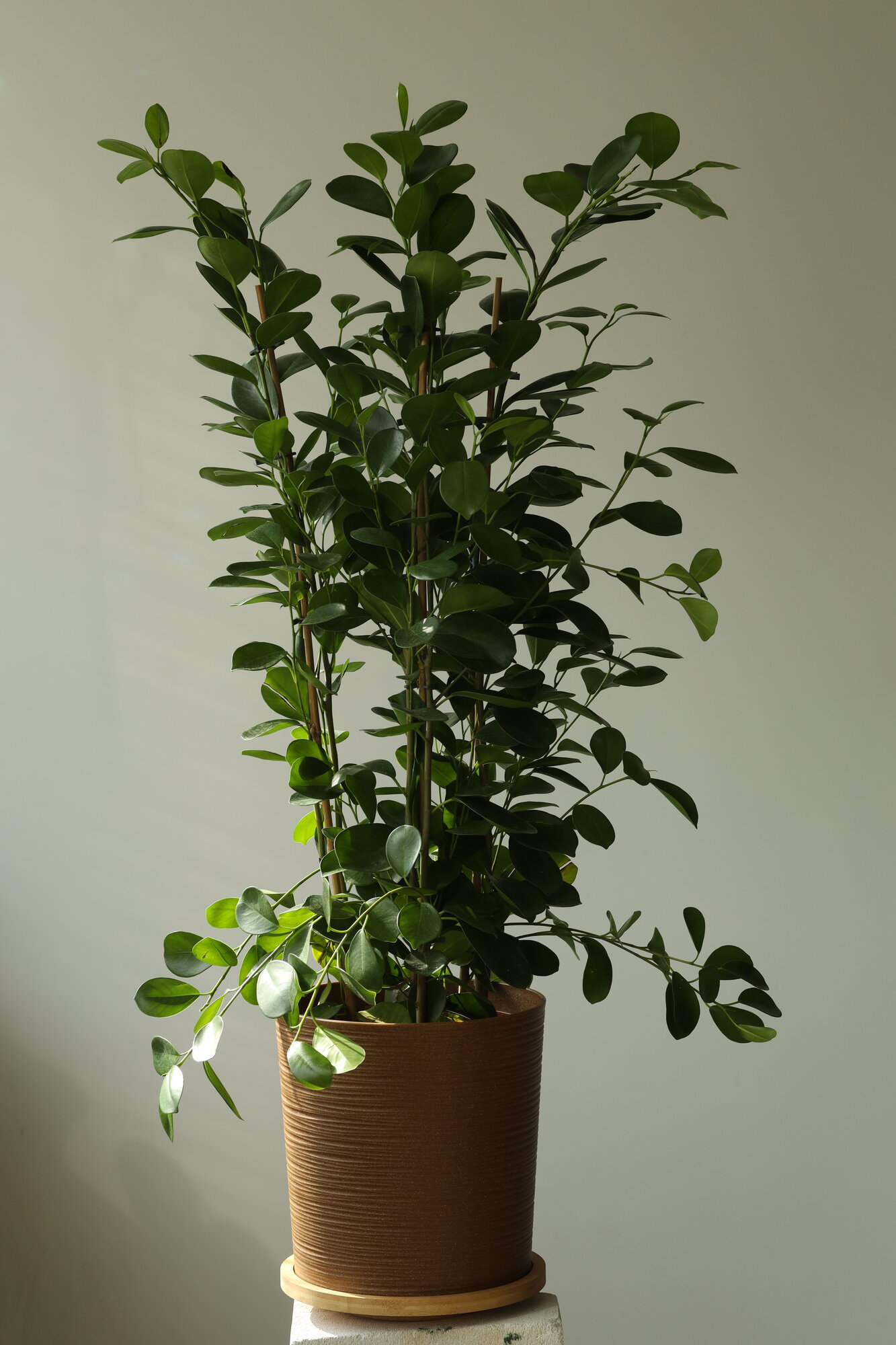 Фикус Моклэйм ( d24 / h110)