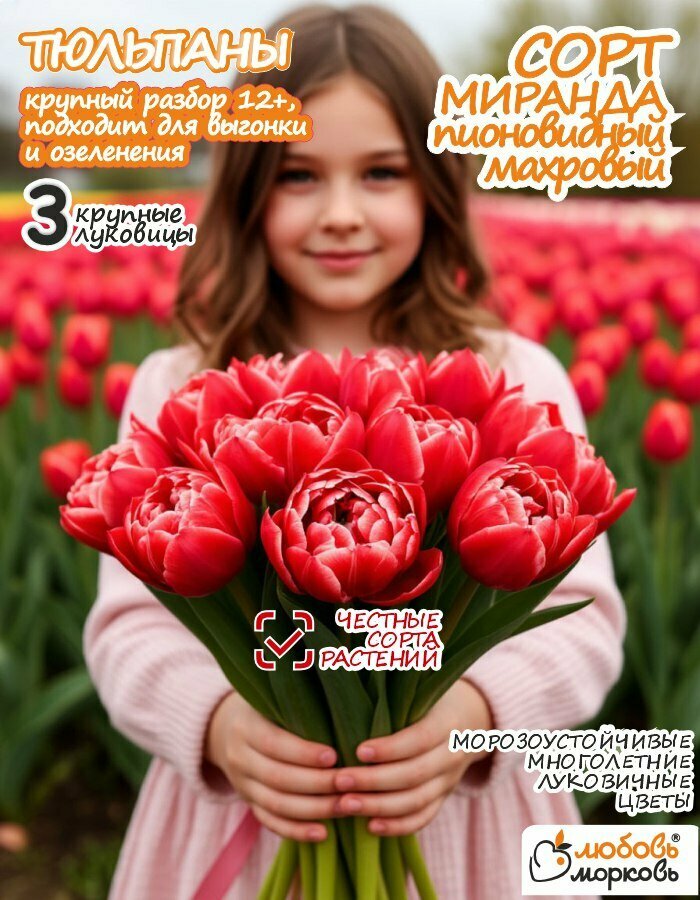 Тюльпан Луковица, Миранда, 3 шт, разбор 11/12