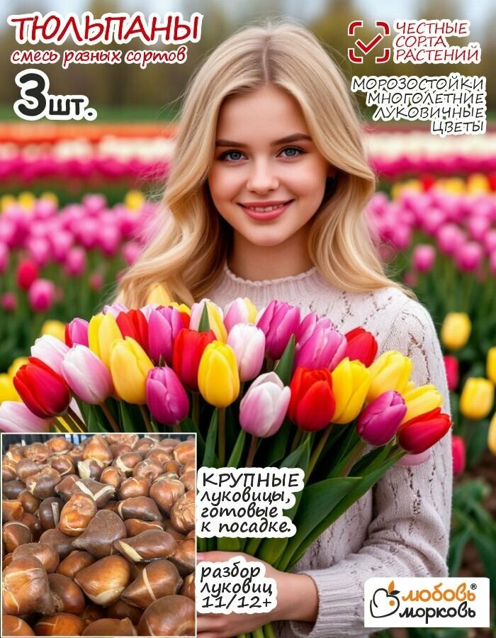 Тюльпан Луковица, Микс сортов 3 шт, крупные